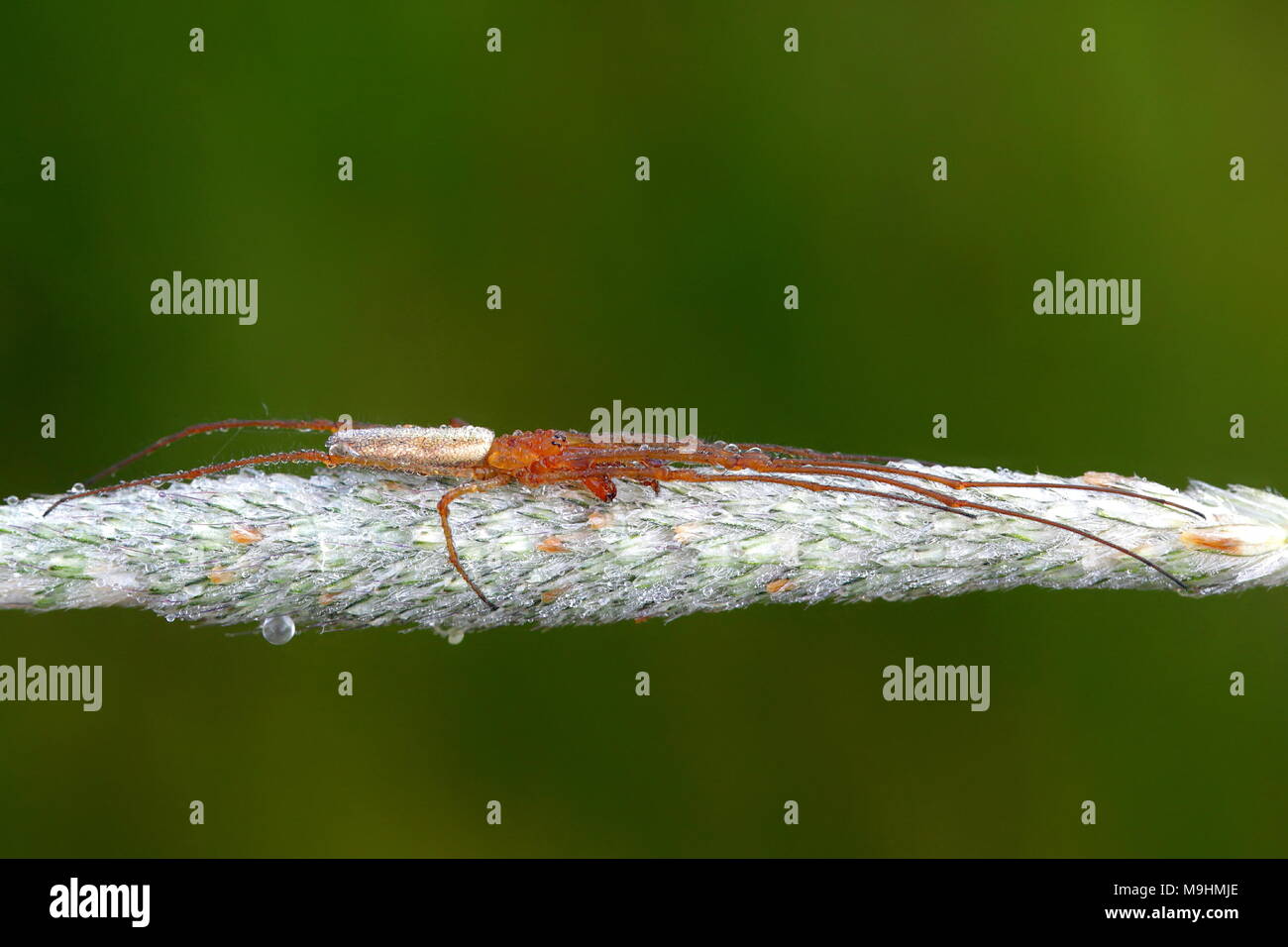 Elongated stretch spider (Tetragnatha Stock Photo - Alamy