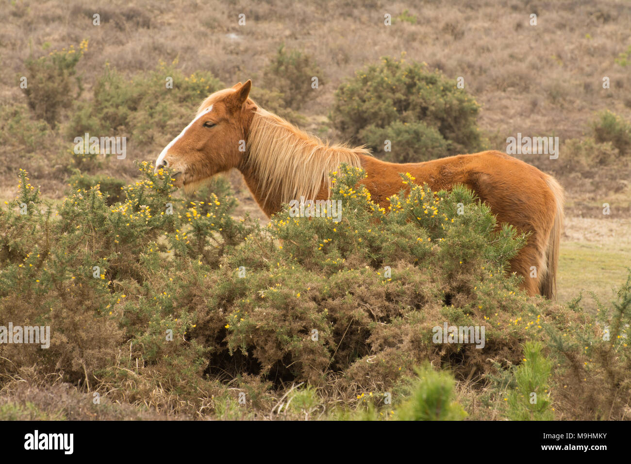 Ponies eating gorse hi-res stock photography and images - Alamy