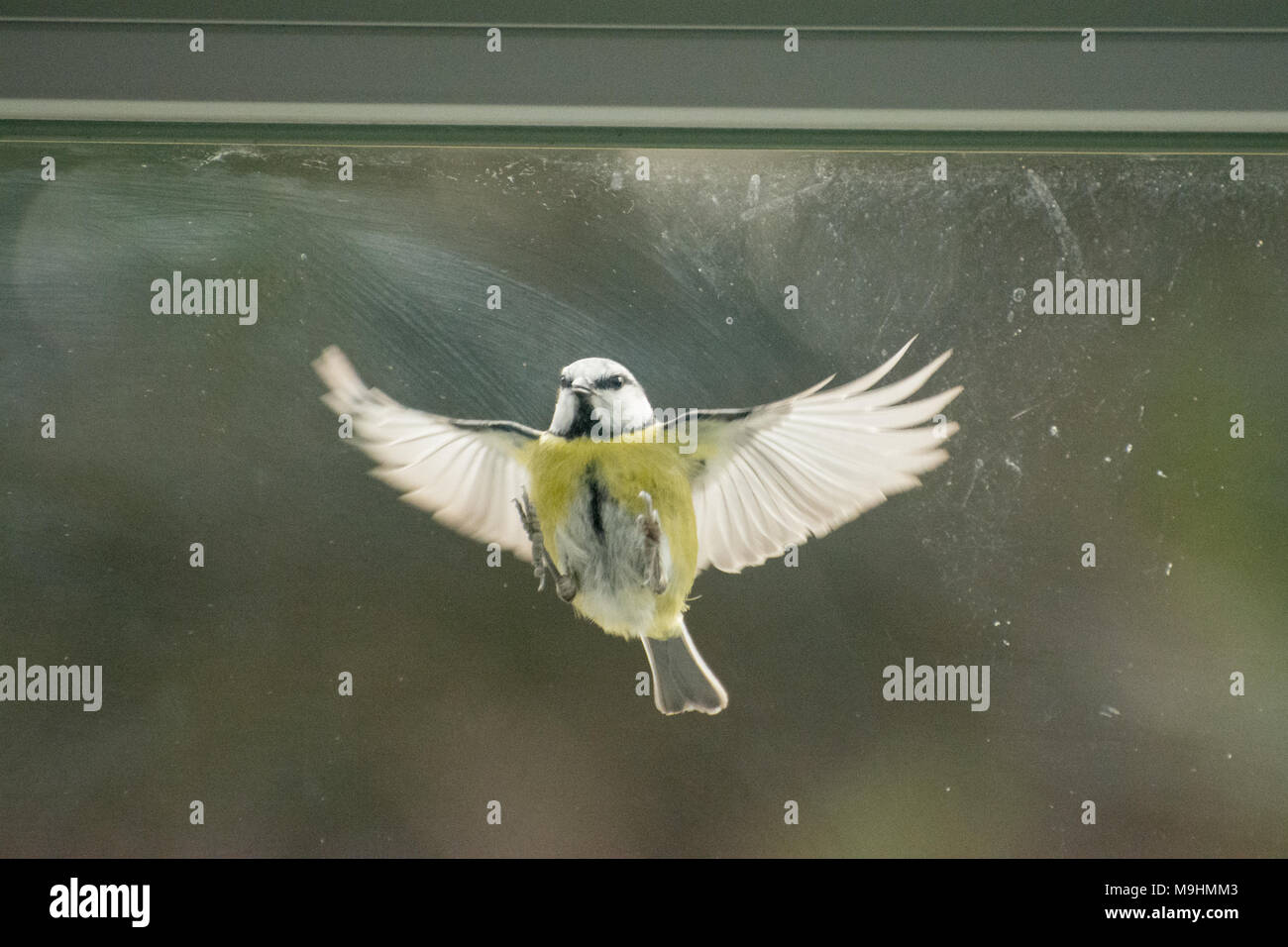 Blue tit (Cyanistes caeruleus) tapping at the window, mistaking its own ...