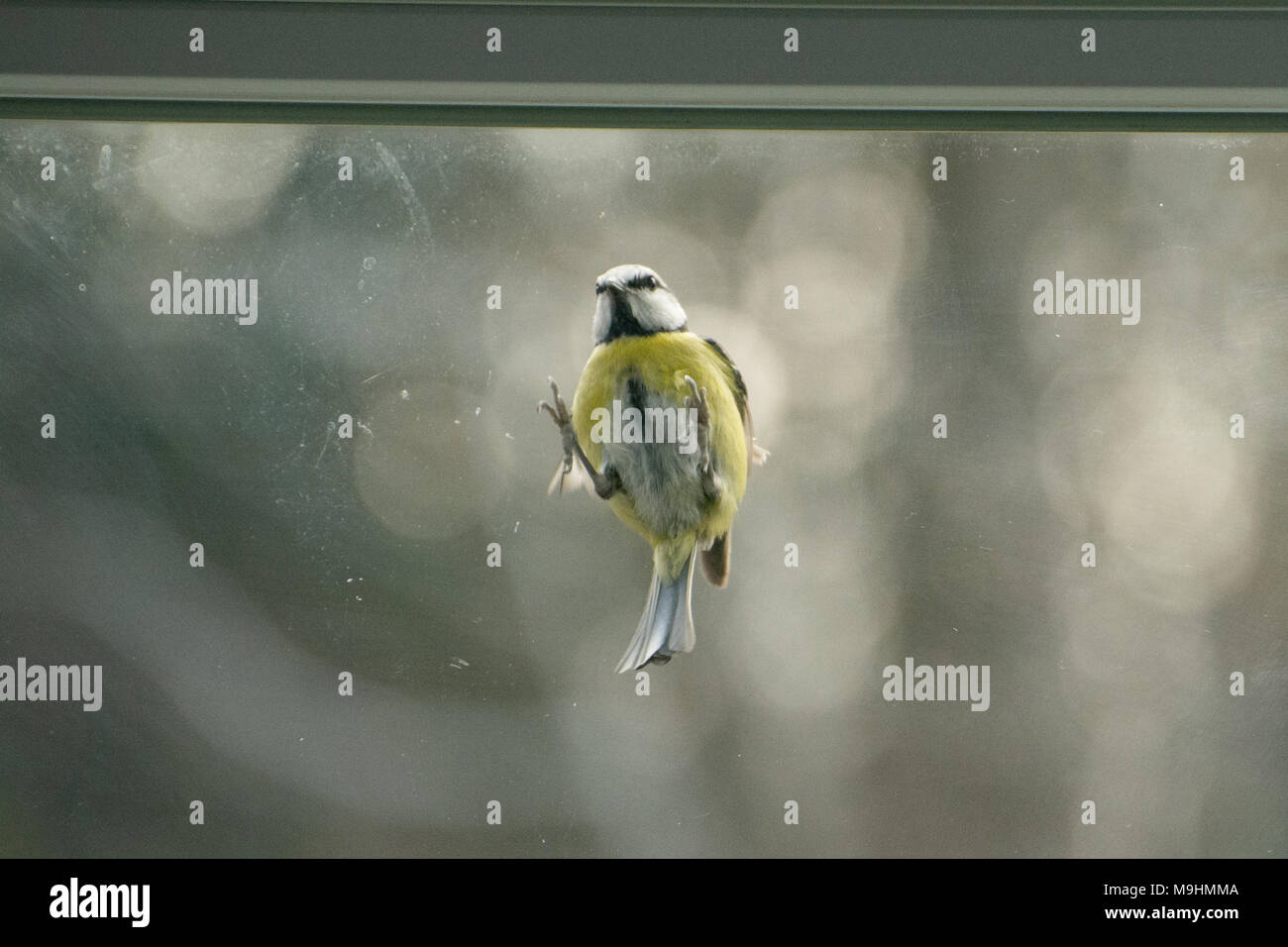 Blue tit (Cyanistes caeruleus) tapping at the window, mistaking its own ...