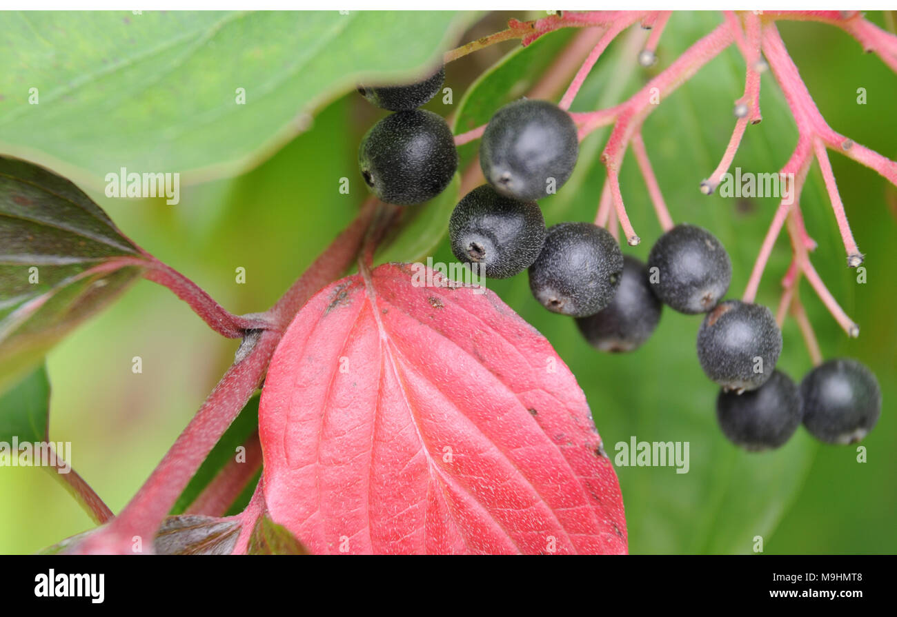 Dogwood berries hi-res stock photography and images - Alamy