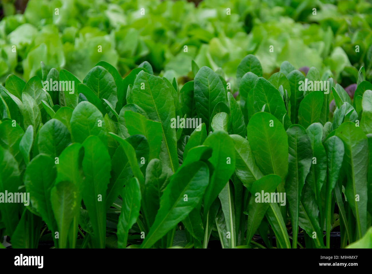 Cicoria hi-res stock photography and images - Alamy