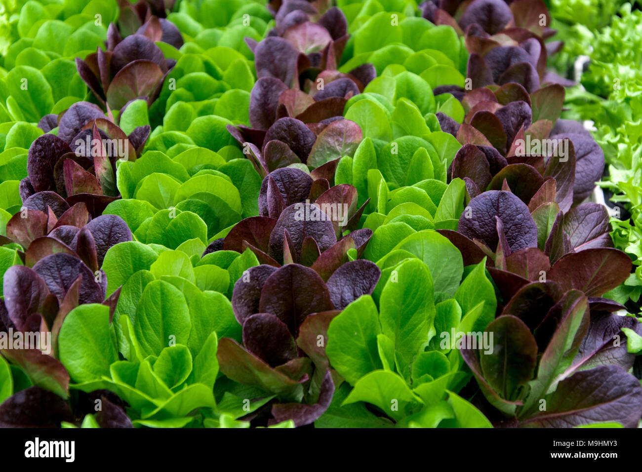 Green and red varieties of lettuce seedlings, spring cultivation Stock ...