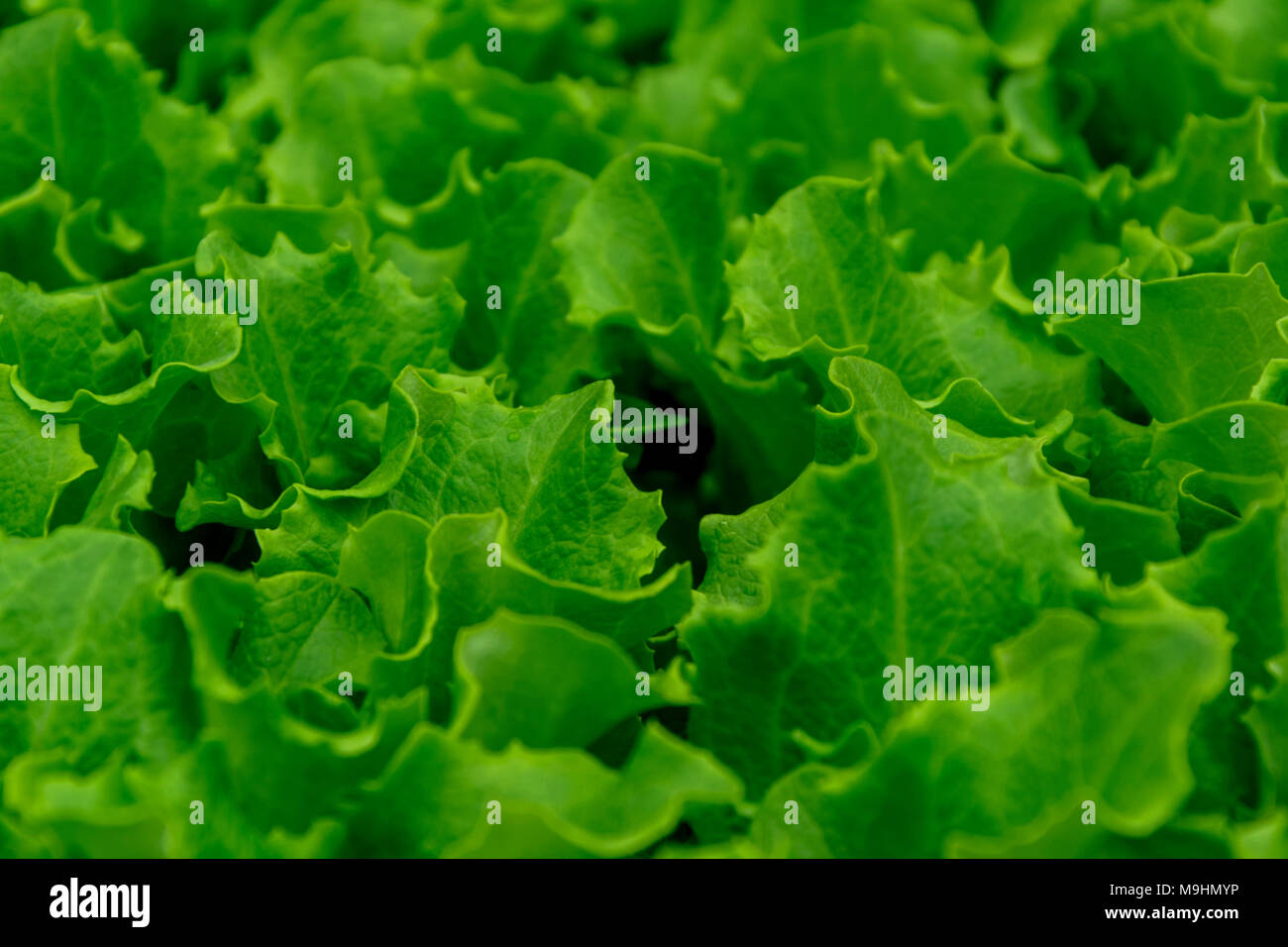 Green varieties of lettuce seedlings, spring cultivation Stock Photo ...