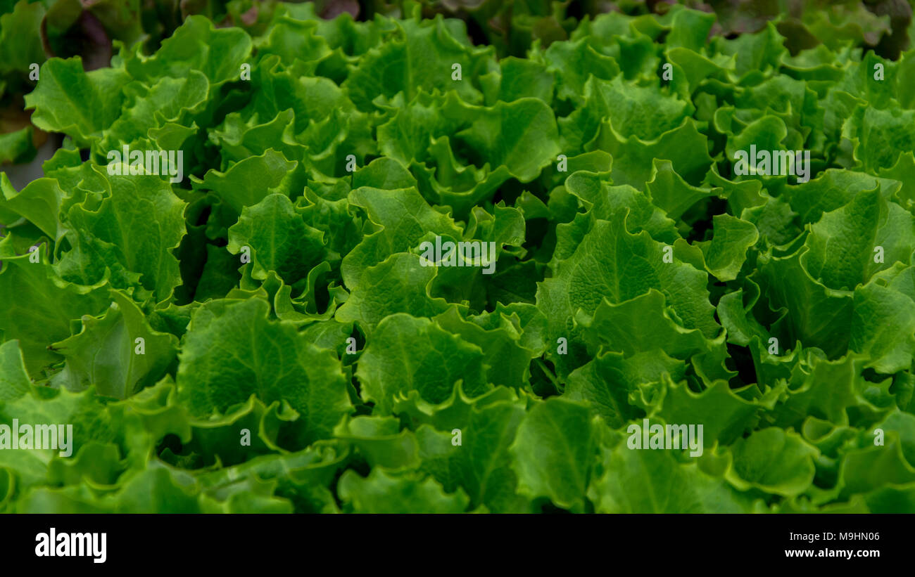 Green varieties of lettuce seedlings, spring cultivation Stock Photo ...