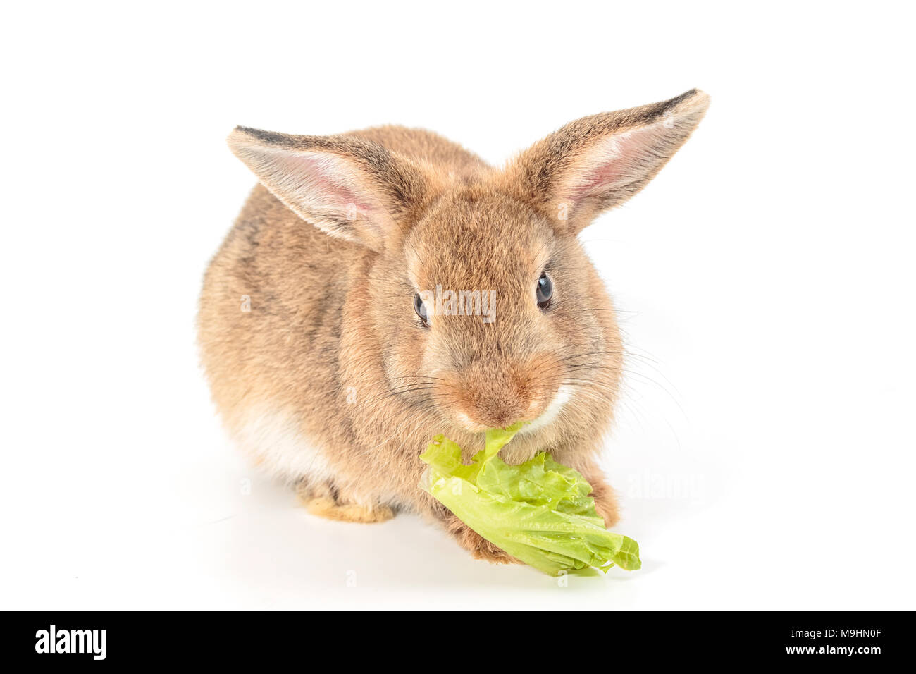 Baby rabbit eating hi-res stock photography and images - Alamy