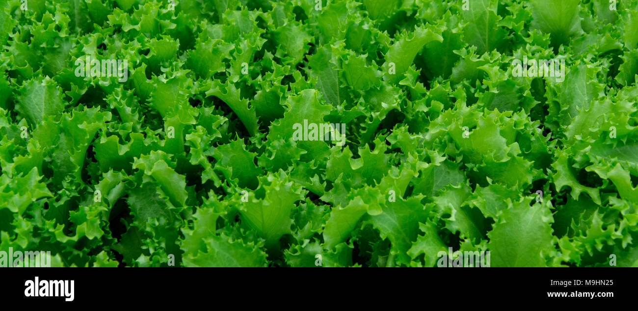 Green varieties of lettuce seedlings, spring cultivation Stock Photo ...