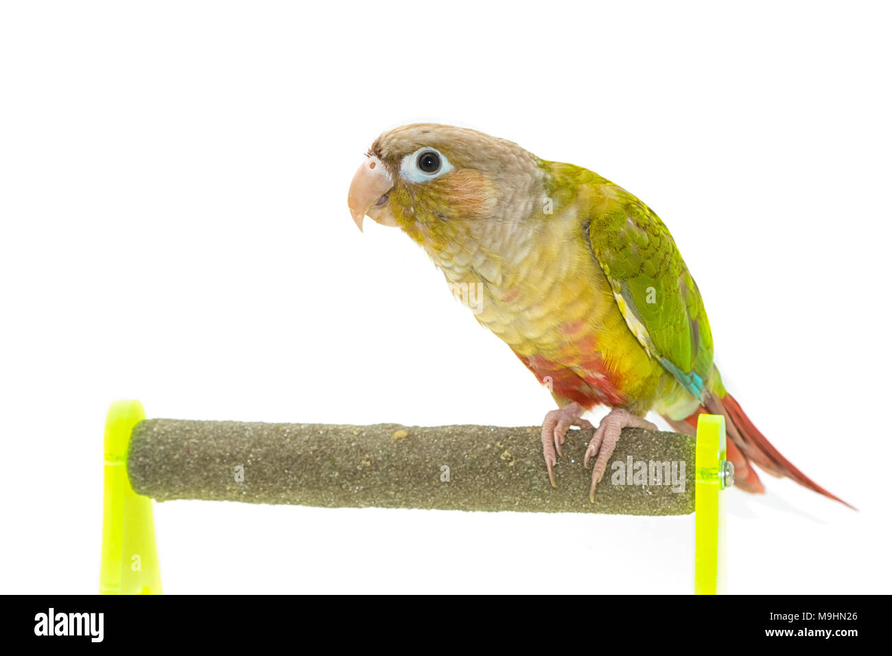 Green-cheeked conure bird on white background Stock Photo - Alamy