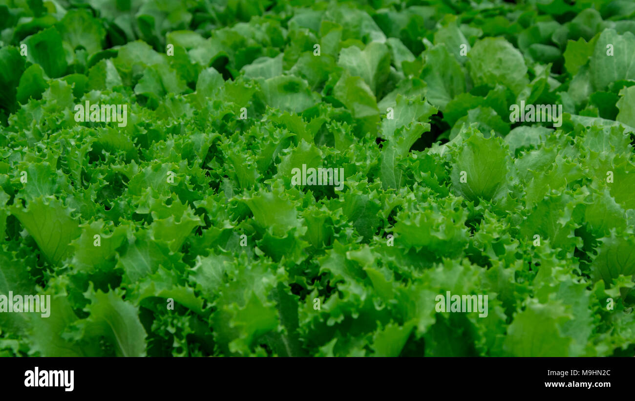 Green varieties of lettuce seedlings, spring cultivation Stock Photo ...