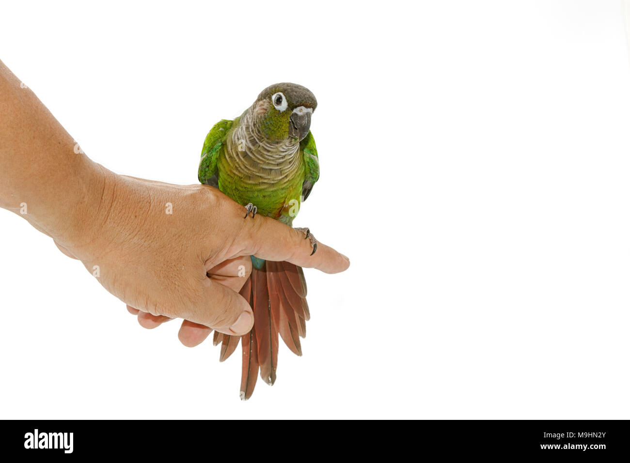 Green-cheeked conure bird on white background Stock Photo - Alamy