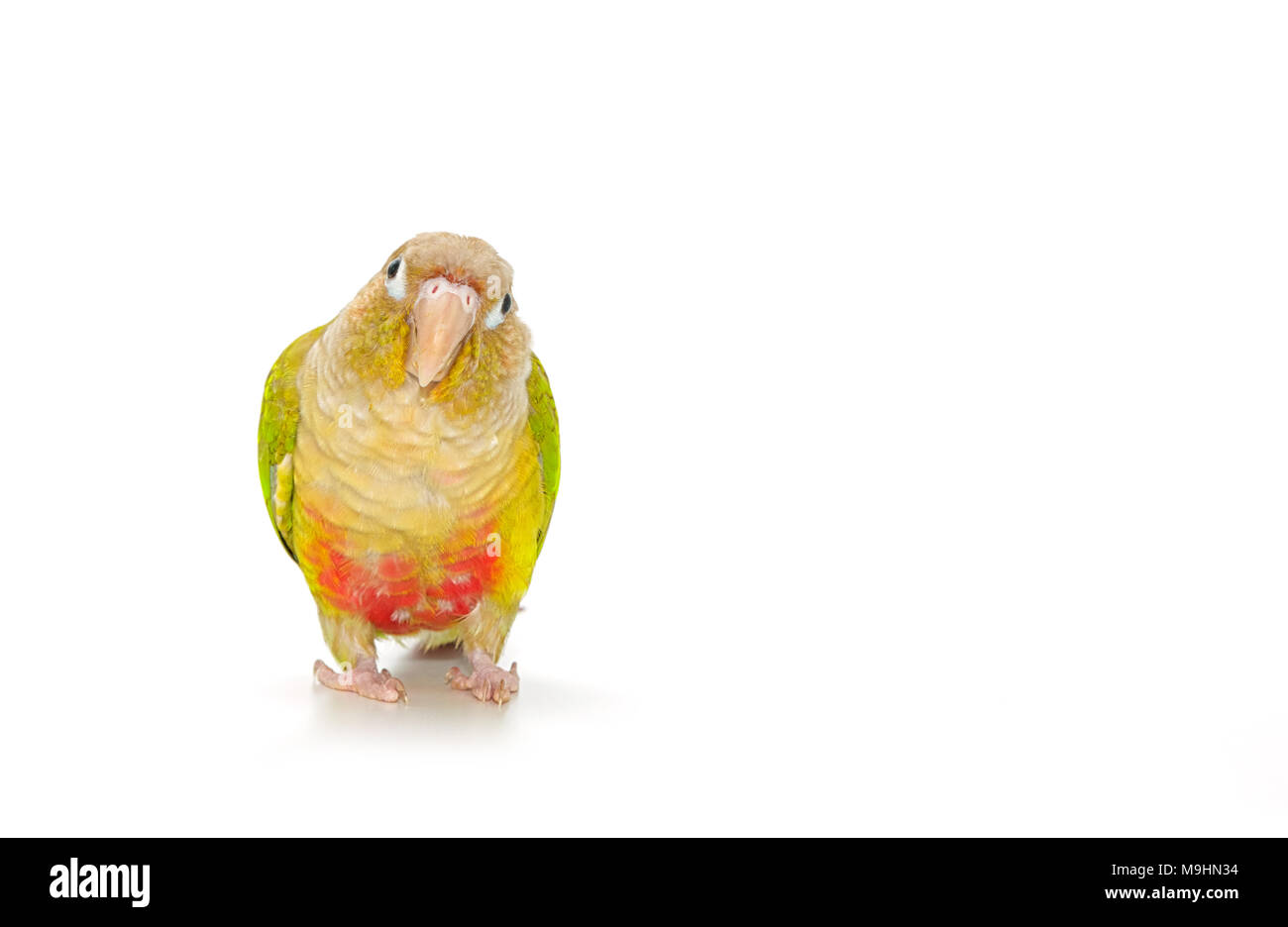 Green-cheeked conure bird on white background Stock Photo - Alamy