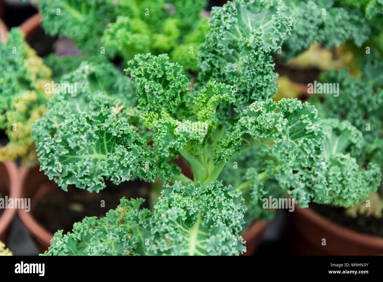 Cabbage seedlings hi-res stock photography and images - Alamy