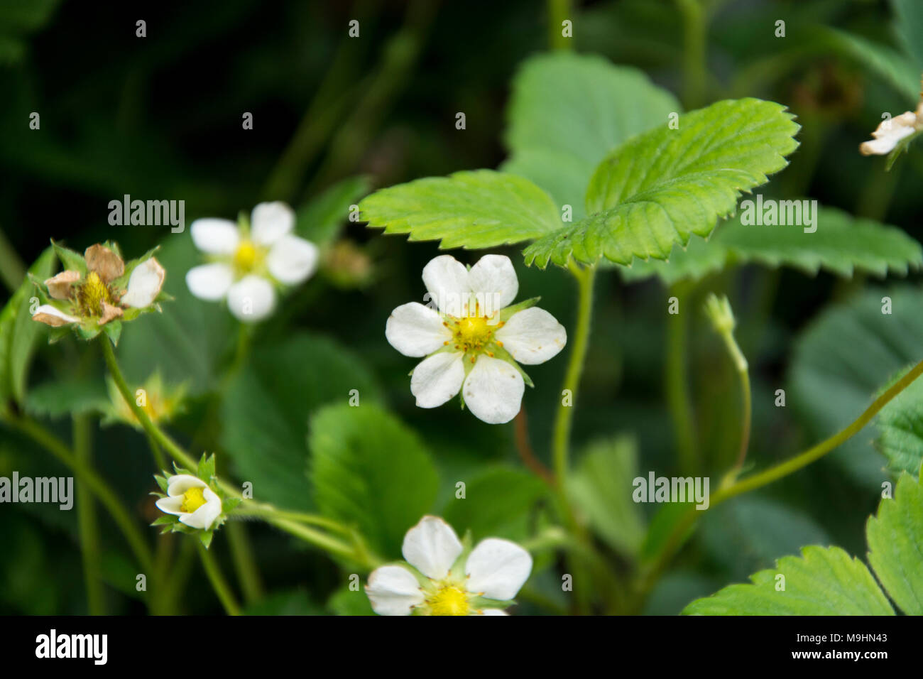 Flower seedling hi-res stock photography and images - Alamy