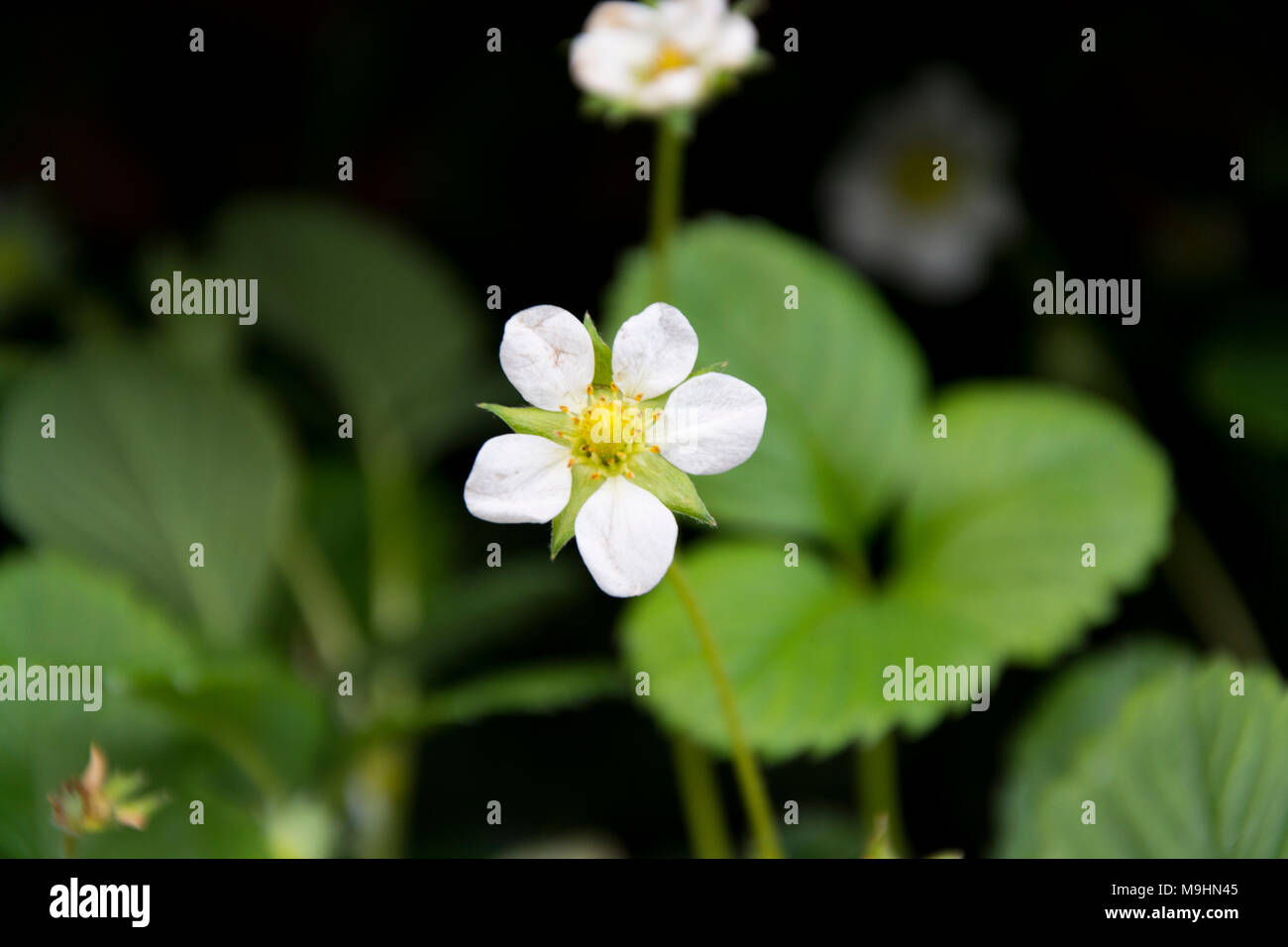 White strawberry flower hi-res stock photography and images - Alamy