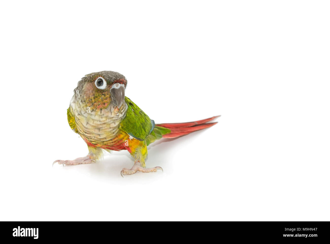 Green-cheeked conure bird on white background Stock Photo - Alamy