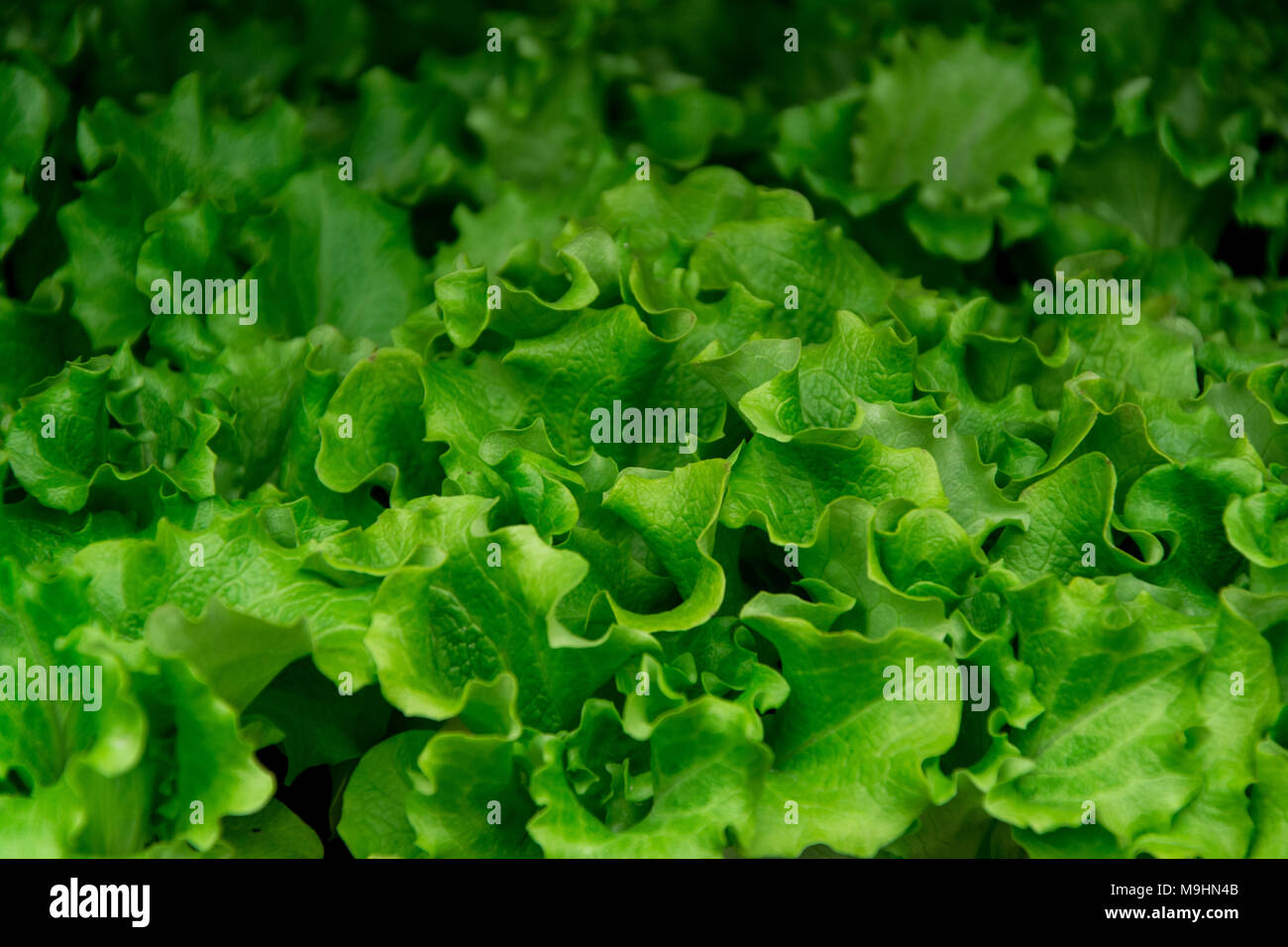 Green varieties of lettuce seedlings, spring cultivation Stock Photo ...