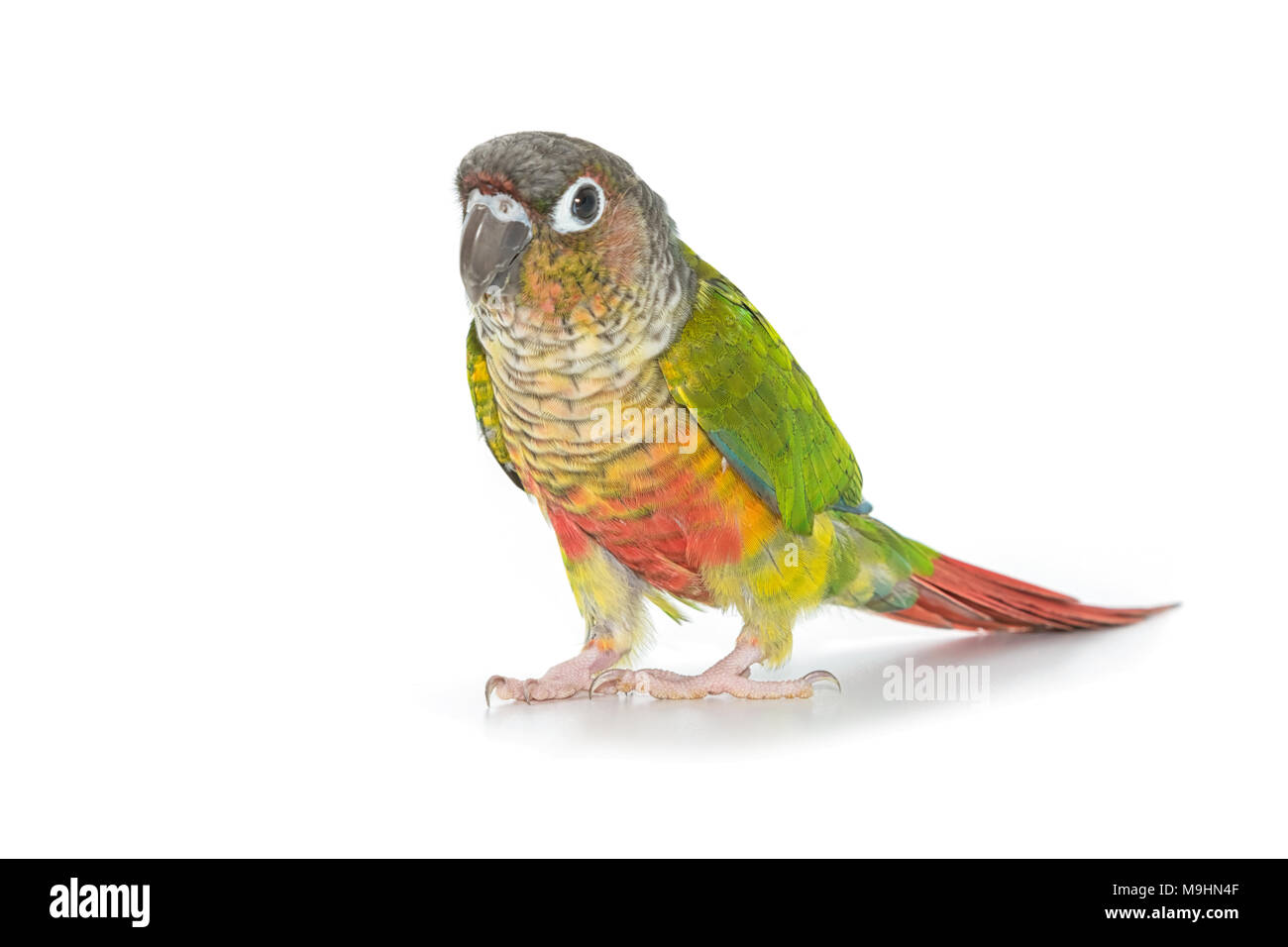 Green-cheeked conure bird on white background Stock Photo - Alamy