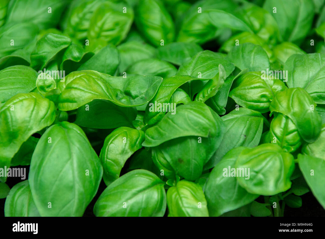 Basil seedlings hi-res stock photography and images - Alamy
