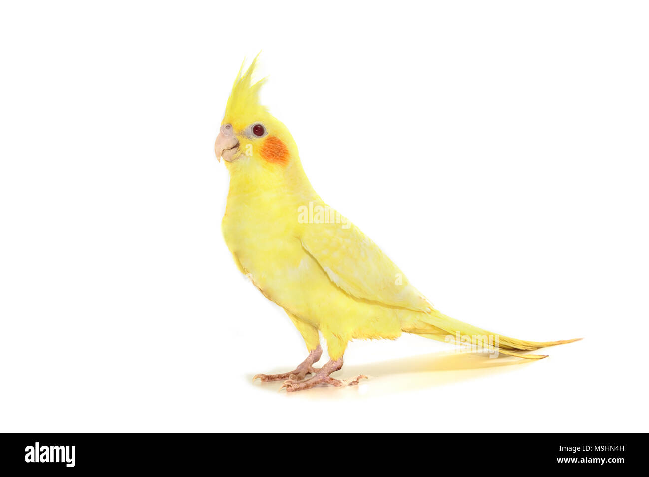 Side view of a Cockatiel bird, isolate on white Stock Photo - Alamy