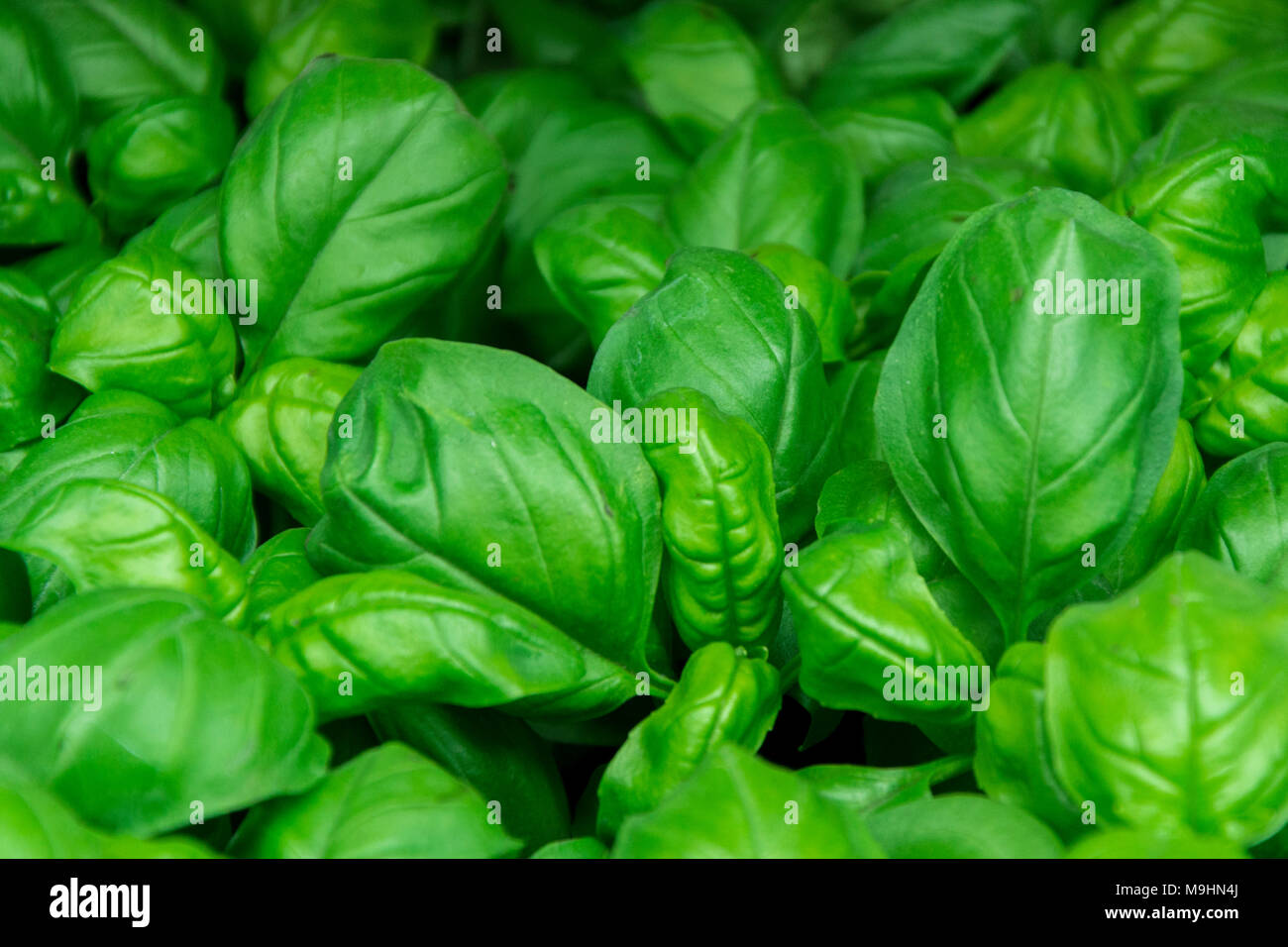 Basil seedlings, green seedlings aromatic herb, gardening Stock Photo ...
