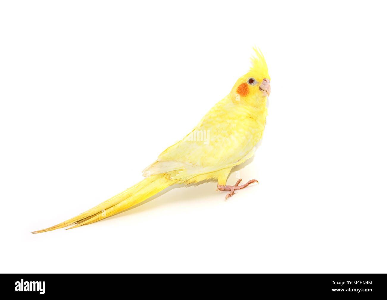 Side view of a Cockatiel bird, isolate on white Stock Photo - Alamy