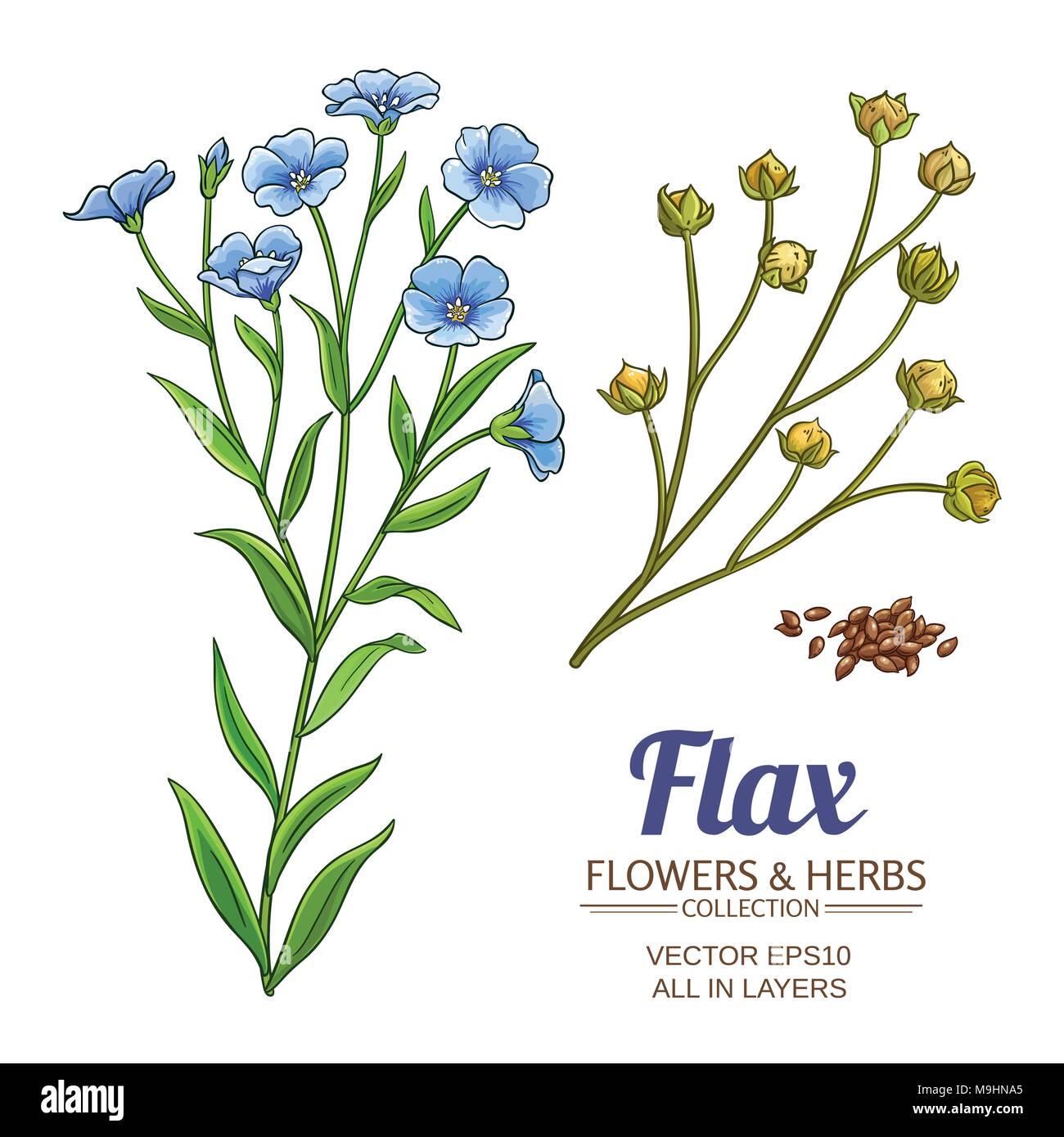 Plant flax blue flower Stock Vector Images - Alamy