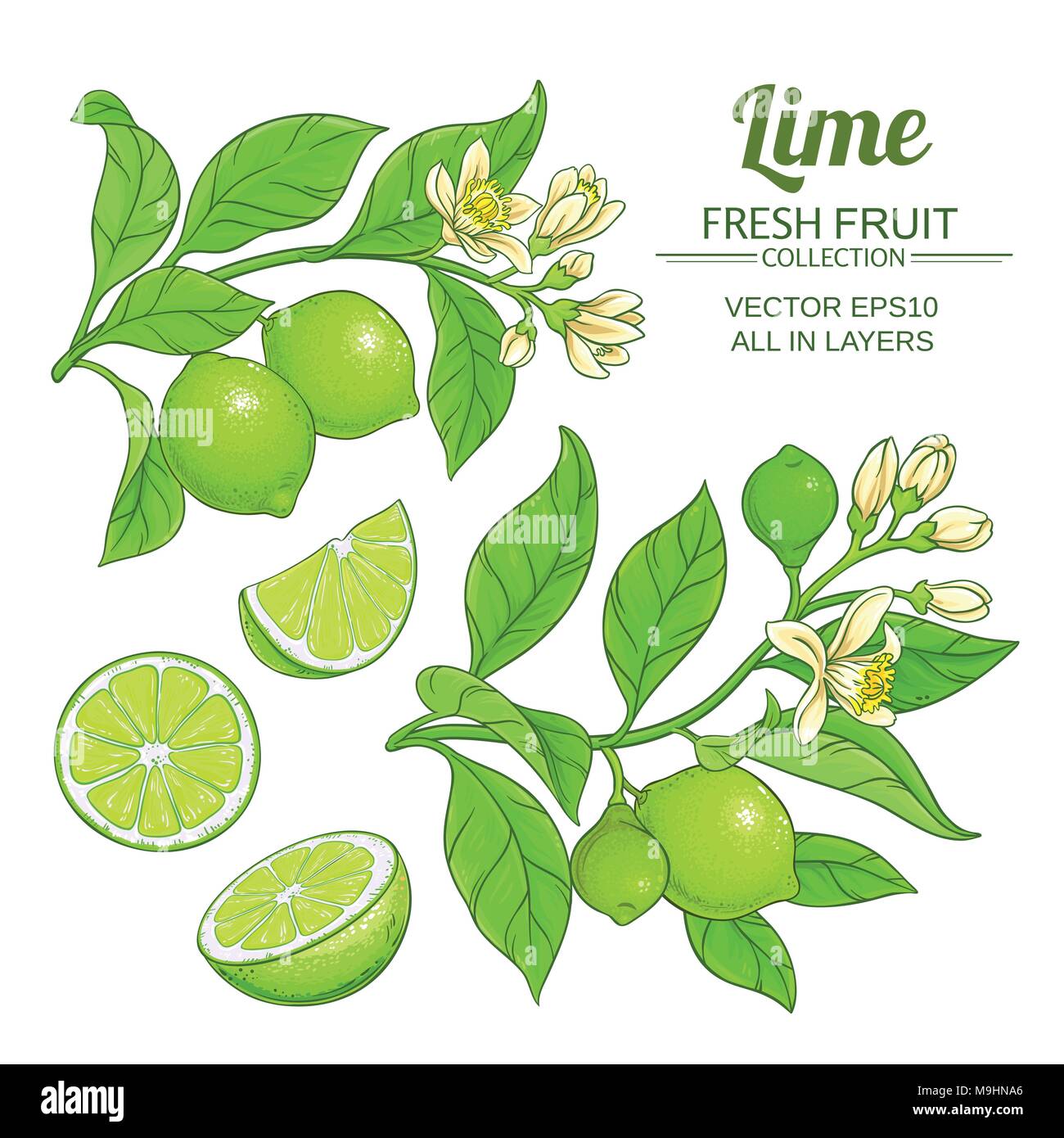 lime branches vector set on white background Stock Vector Image & Art ...