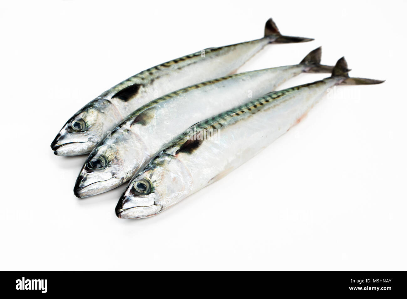 Fresh Mackerel fish isolated on white Stock Photo - Alamy