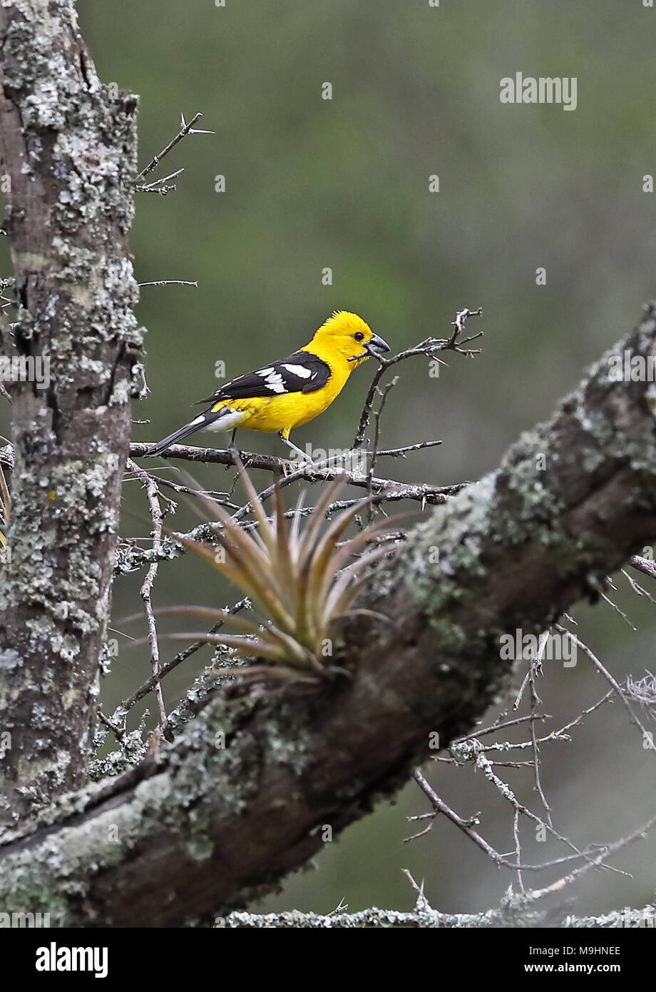 Male grosbeaks hi-res stock photography and images - Alamy