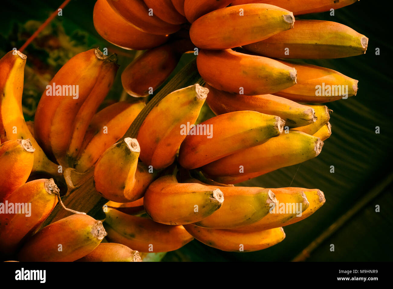 Musa red hi-res stock photography and images - Alamy