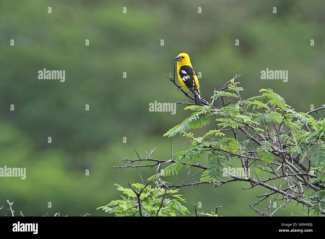 Golden Grosbeak (Pheucticus chrysogaster chrysogaster) adult male ...