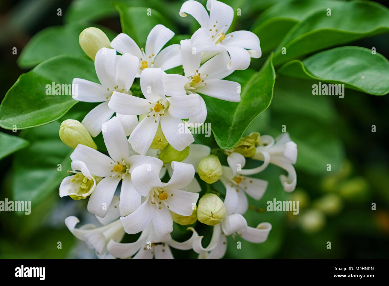 Cosmetic bark tree hi-res stock photography and images - Alamy