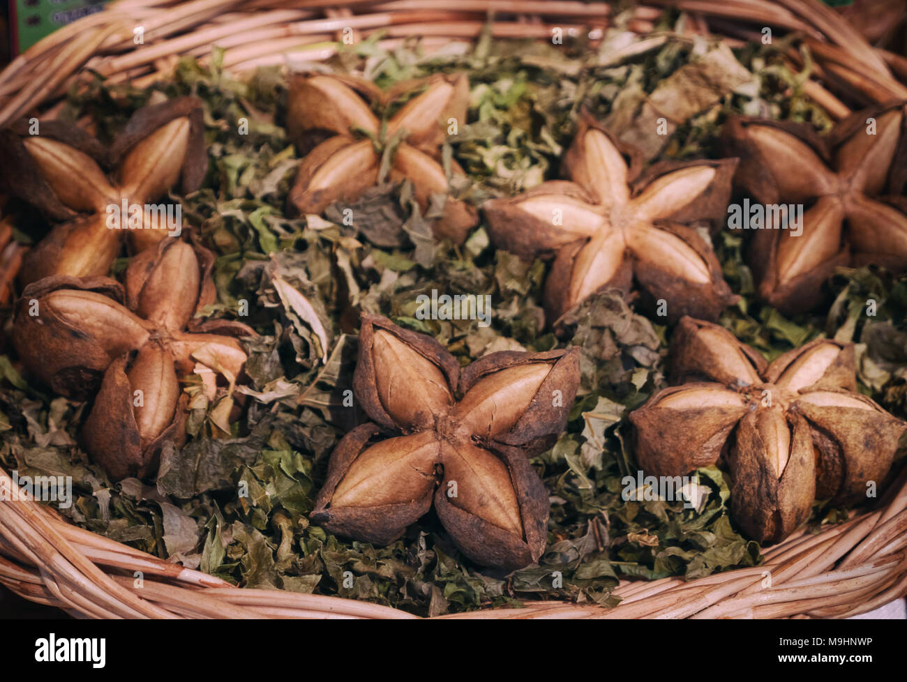 Dried sacha inchi seeds on roasted sacha inchi tea Stock Photo - Alamy