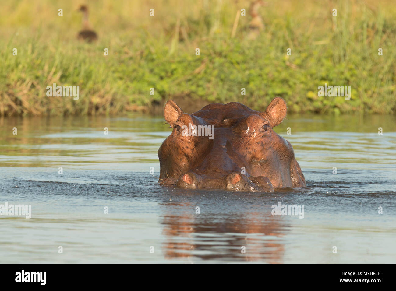 Hippo Head in River Closeup Stock Photo - Alamy