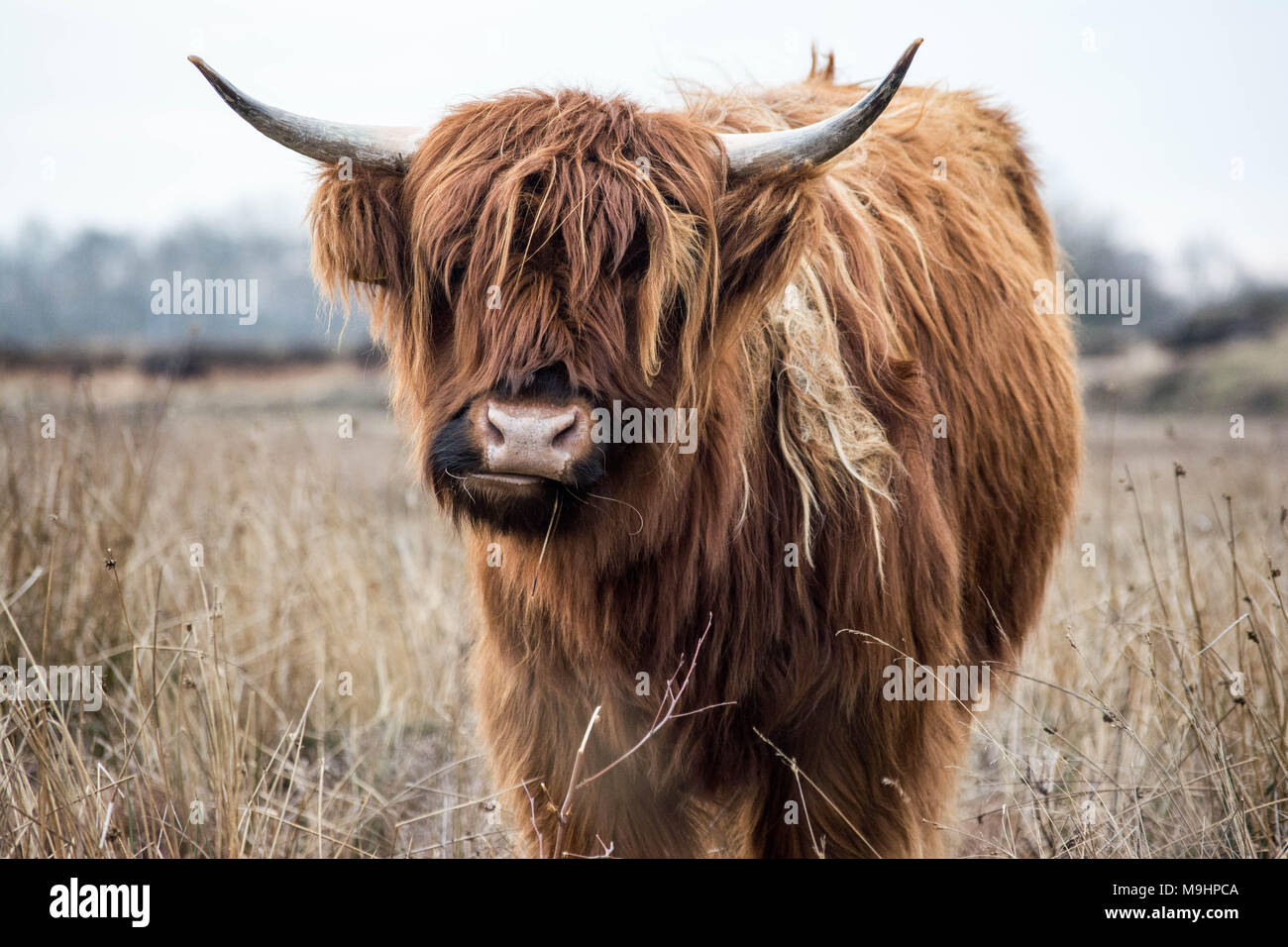 Cow wallpaper hi-res stock photography and images - Alamy