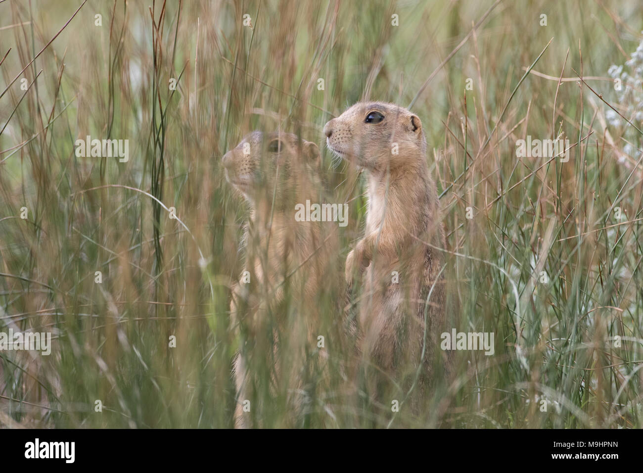 Temperate Grassland Prairie Dog