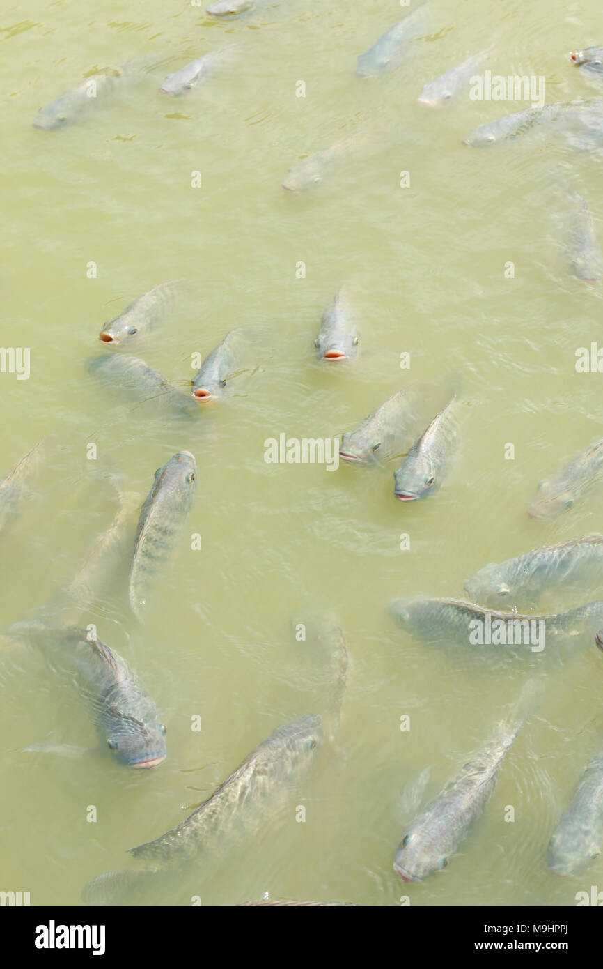 Mango fish eating Fish Food at surface water Stock Photo - Alamy