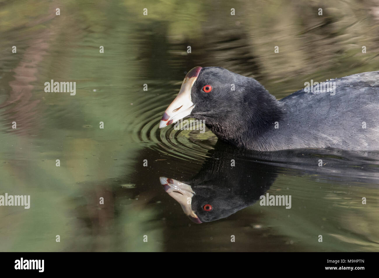American coot with reflection Stock Photo - Alamy