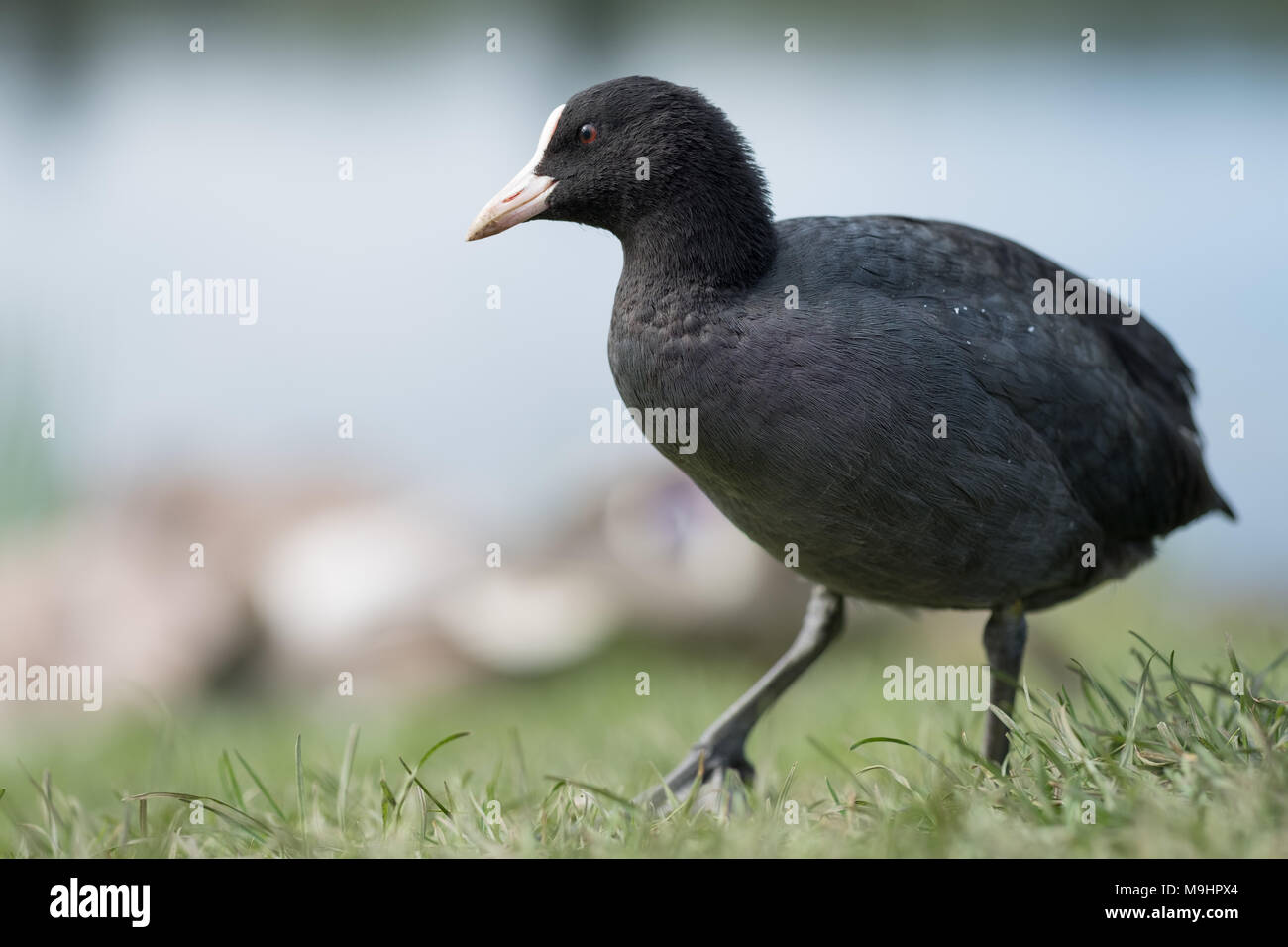 Strole hi-res stock photography and images - Alamy