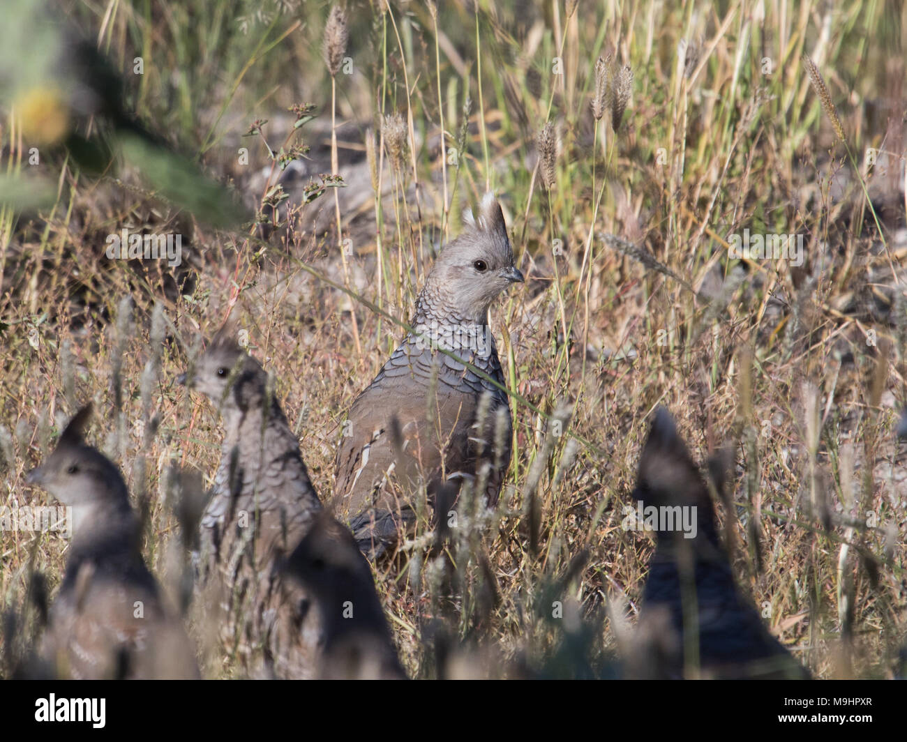 Blue scaled quail bird hi-res stock photography and images - Alamy