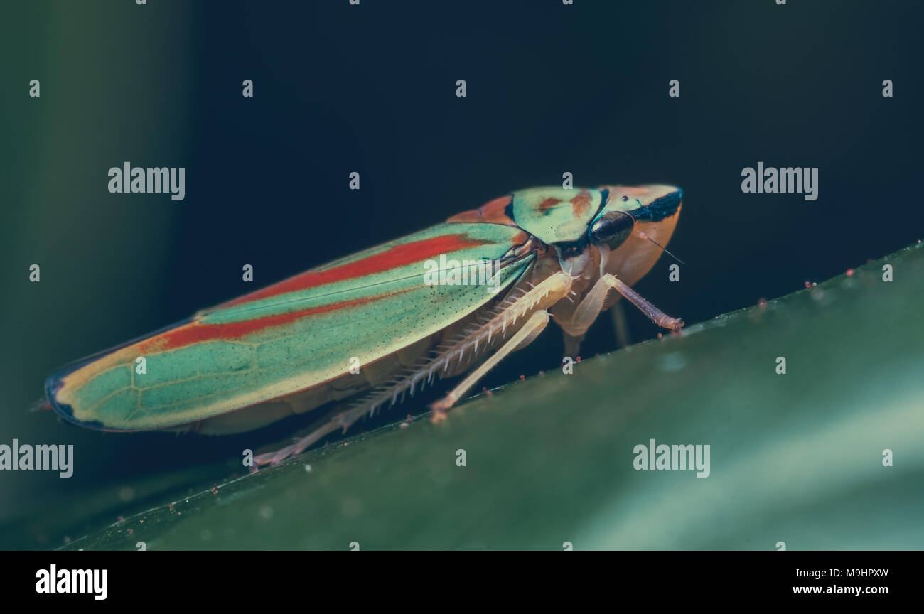 Colourful hopper hi-res stock photography and images - Alamy