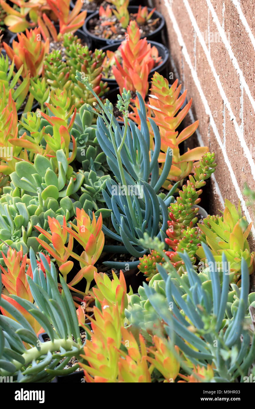 Mixed variety of succulent cuttings planting in a pot Stock Photo - Alamy