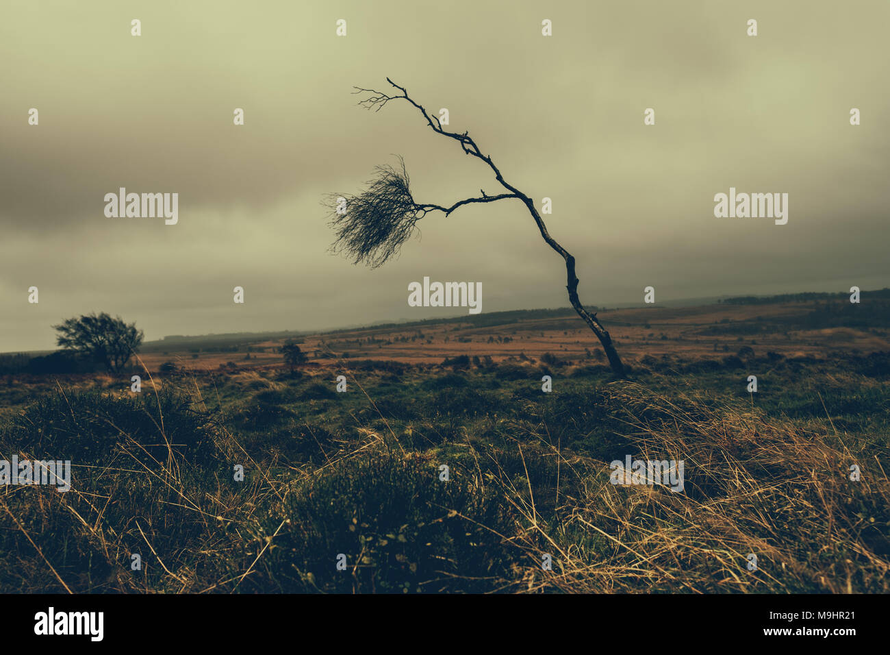 Windswept wind bent hi-res stock photography and images - Alamy