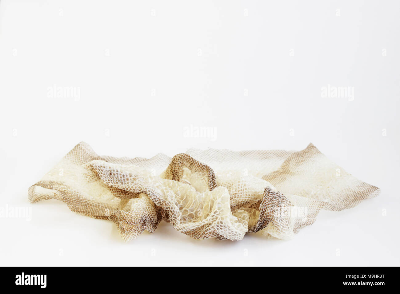 jacket cast-off skin of snake Royal Python on a white background Stock ...