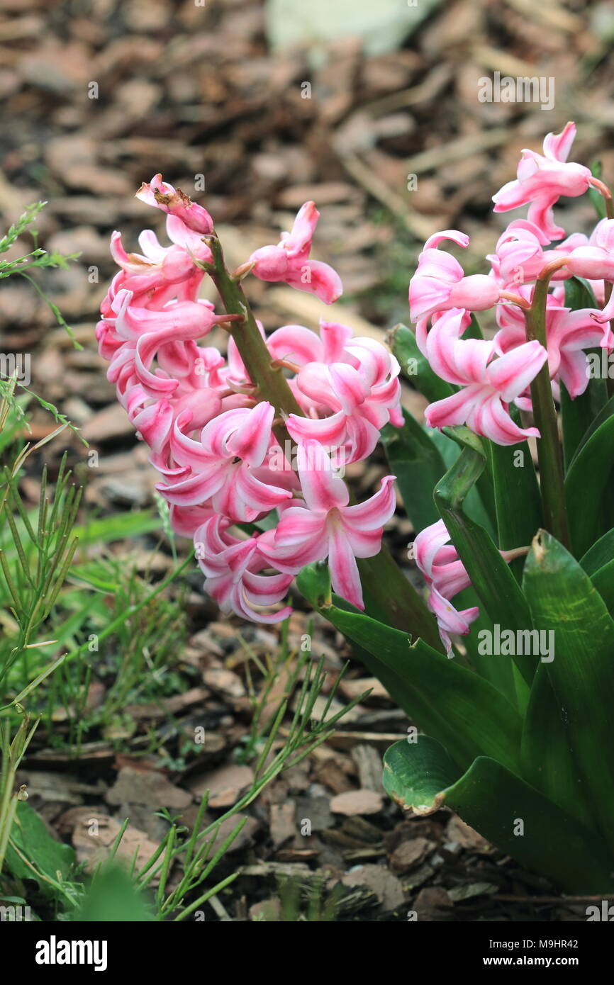 Pink hyacinth flowers hi-res stock photography and images - Alamy