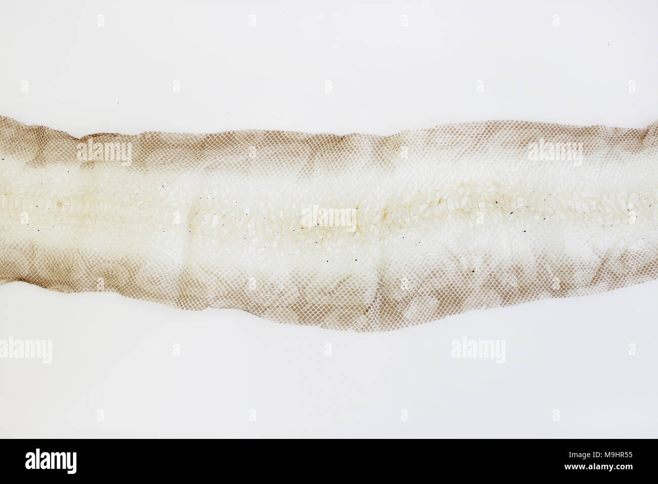 jacket cast-off skin of snake Royal Python on a white background Stock ...