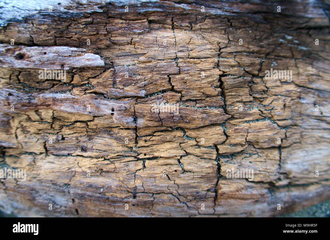 wood tree trunk texture background Stock Photo - Alamy