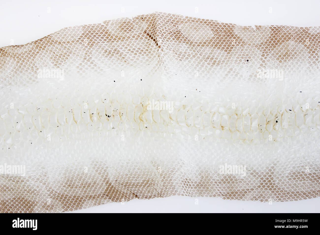 jacket cast-off skin of snake Royal Python on a white background Stock ...
