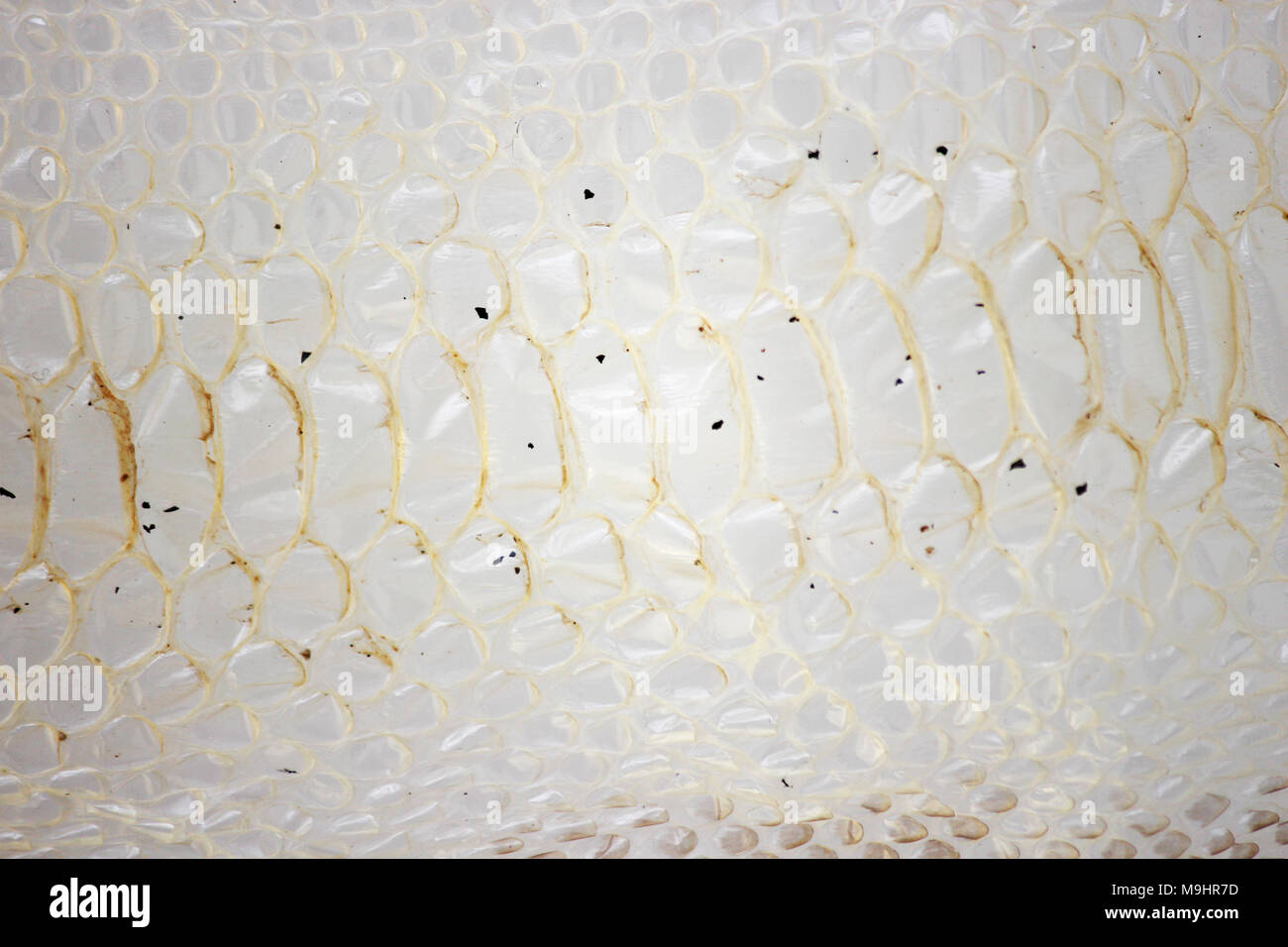 jacket cast-off skin of snake Royal Python on a white background Stock ...