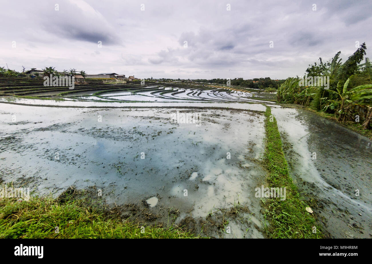 Rice terraces landscape on a cloudy weather and rain. At Bali Indonesia ...